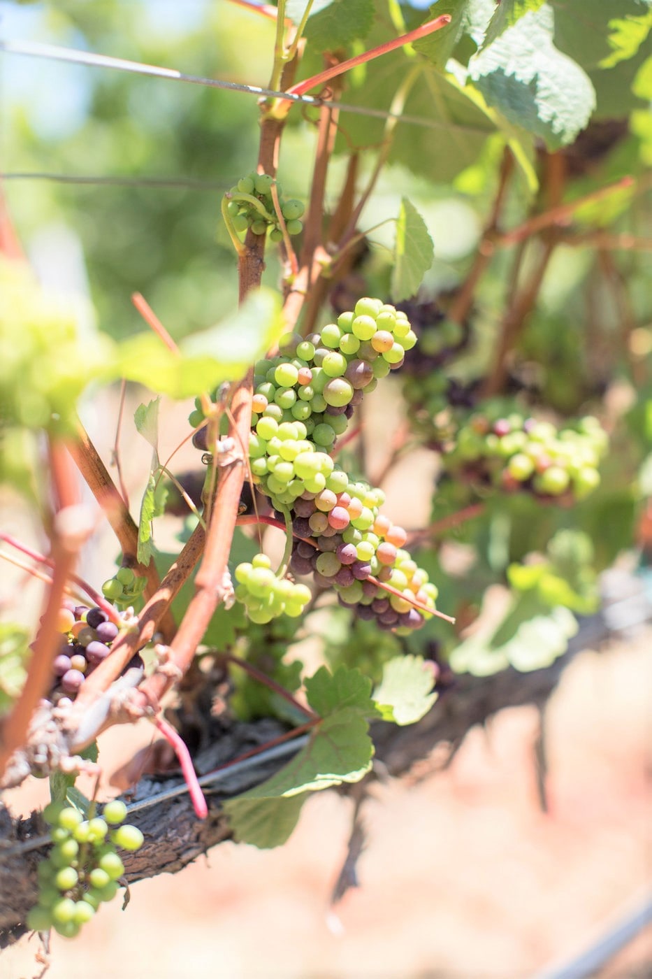 Bernardus Lodge Proposal | Carmel Valley Winery Proposal | Bernardus ...